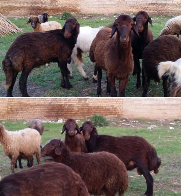 تغذیه بره شیری - مرکز پخش دام لایو شیپ